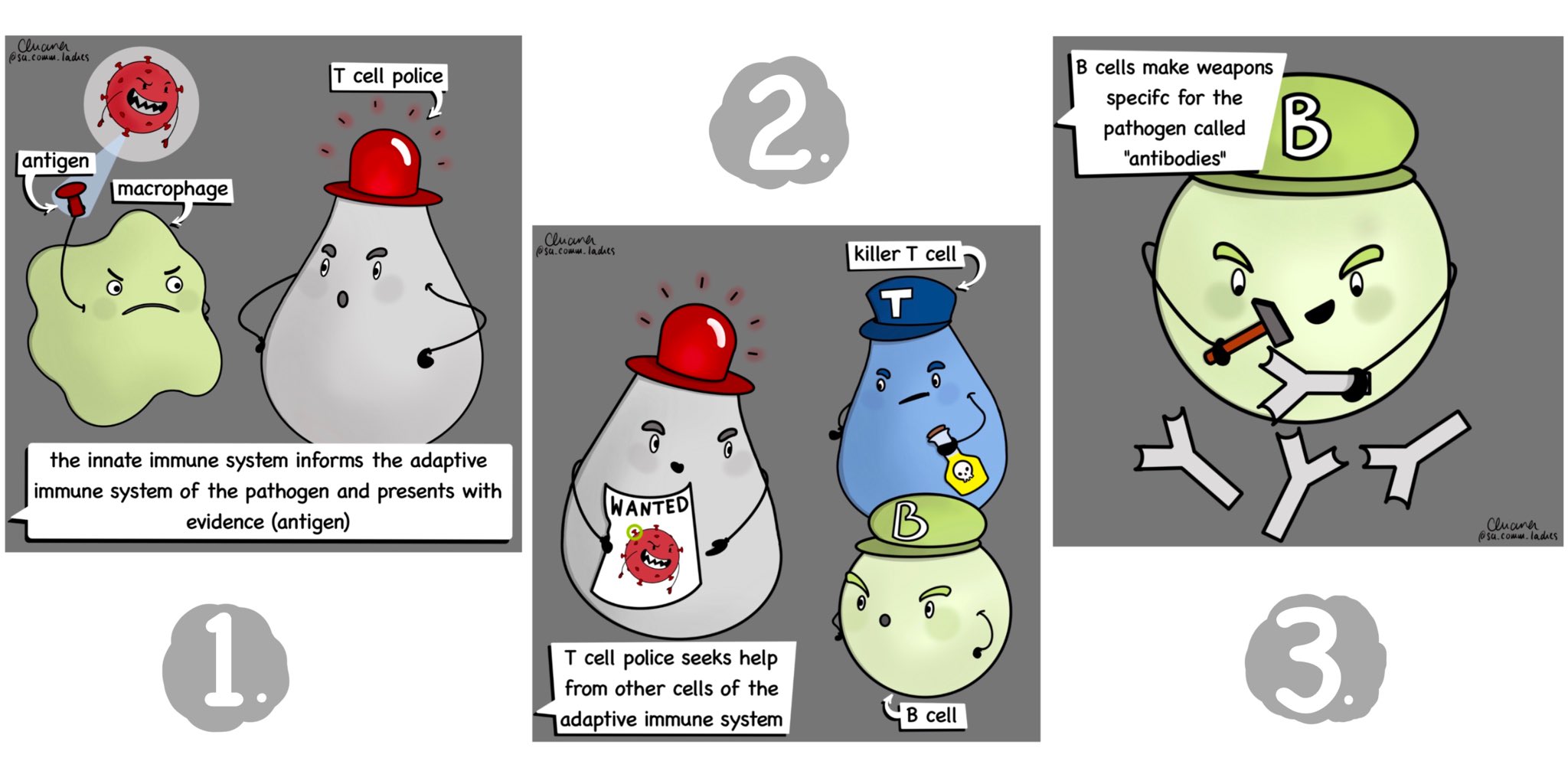 Innate Vs Adaptive Immunity Cartoon
