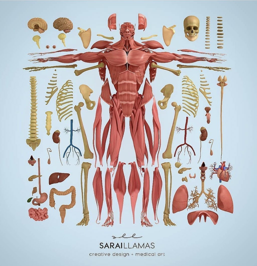 600 Muscles In The Body