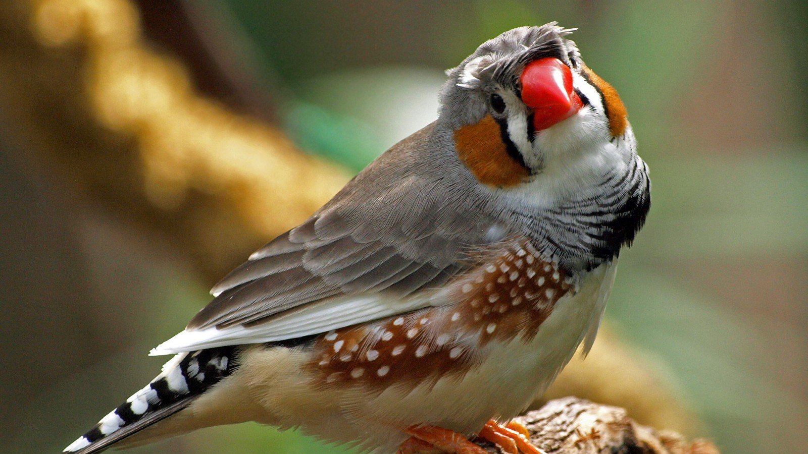 Pied Zebra Finch