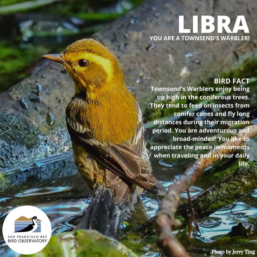 What bird are you based on your zodiac sign 60 photos - Astrologytoyou.com