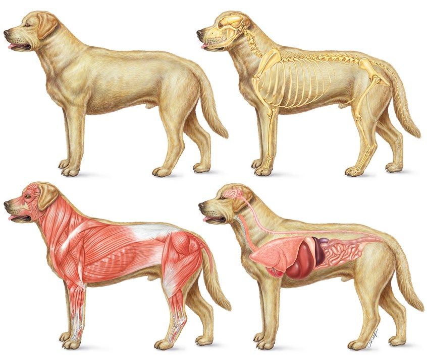What Organ Is On The Right Side Of A Dog