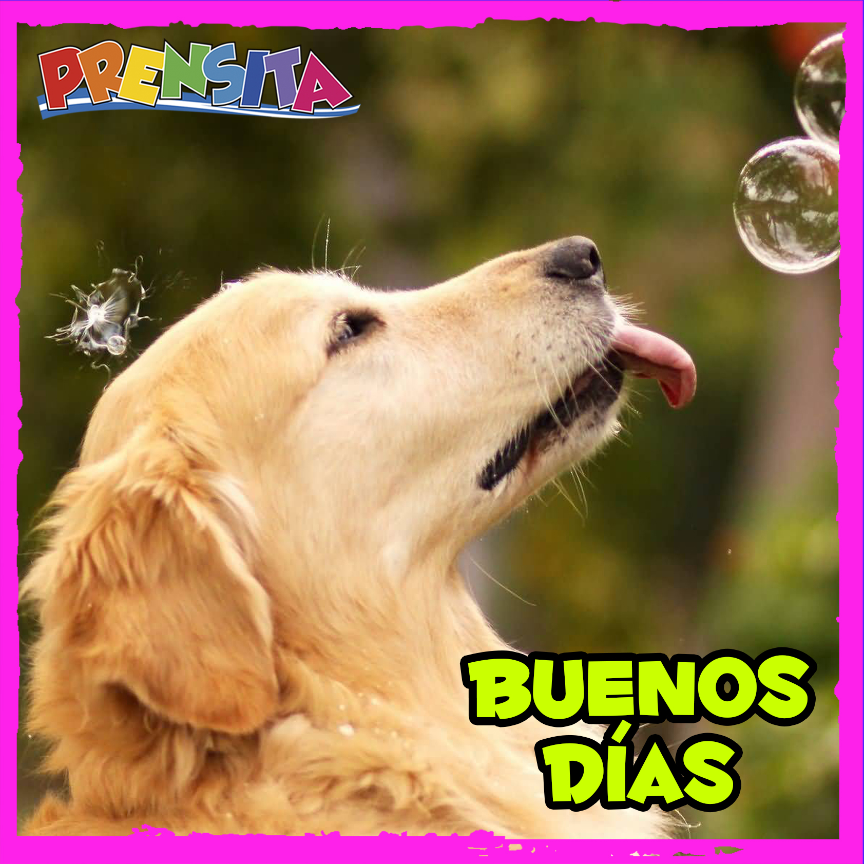 Feliz Martes Perro ¿Qué Siente Realmente Tu Perro Cuando Le Das Un