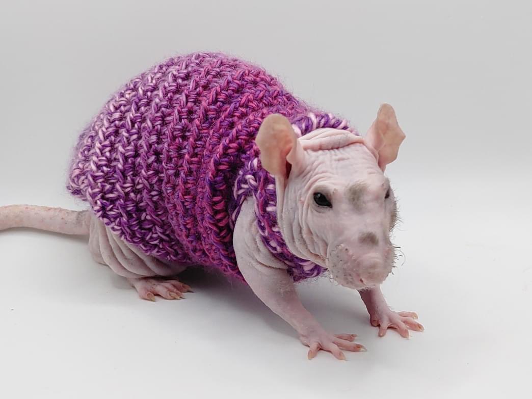 Hairless Rat Sweater