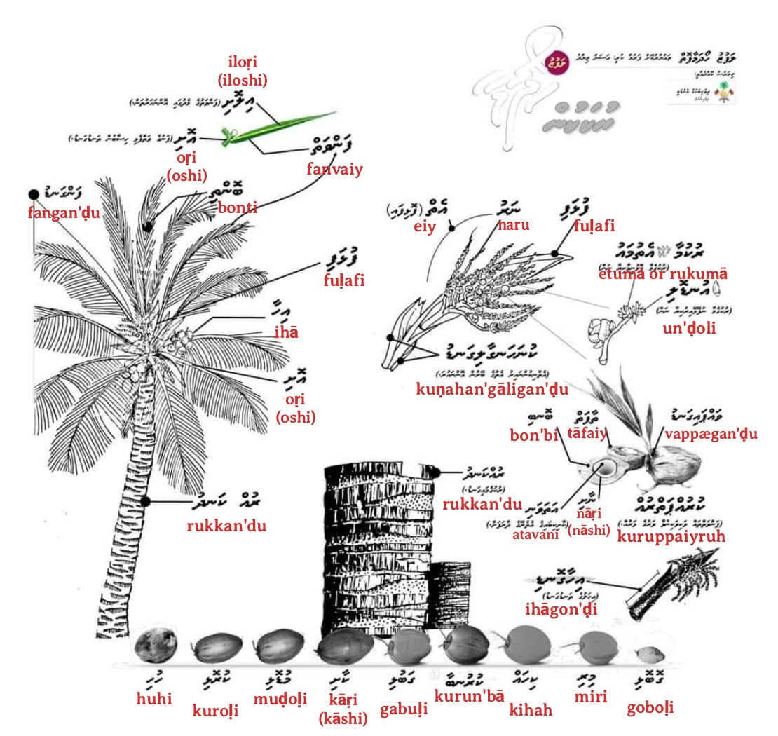 Coconut Palm Tree Parts