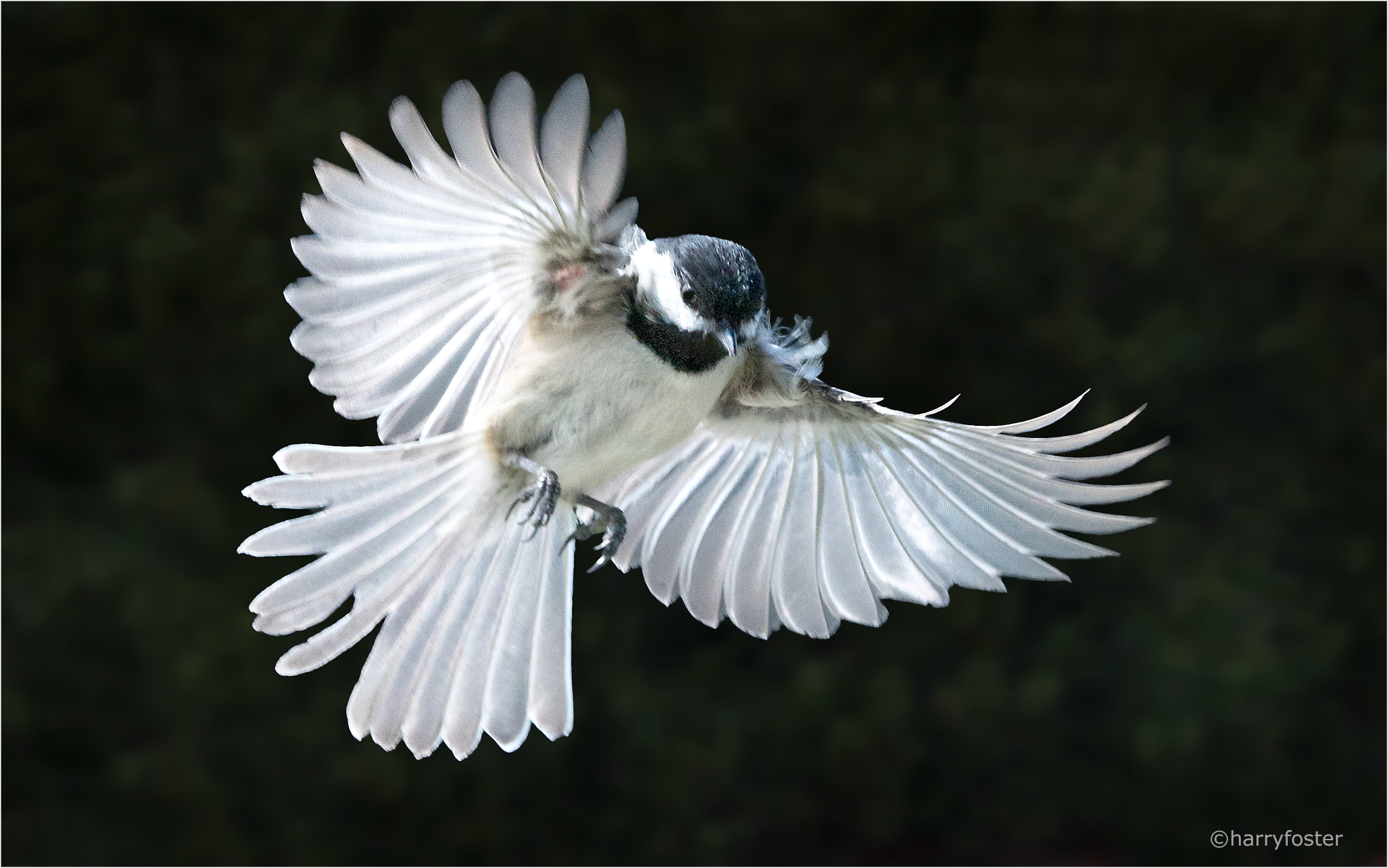 Chickadee Wings