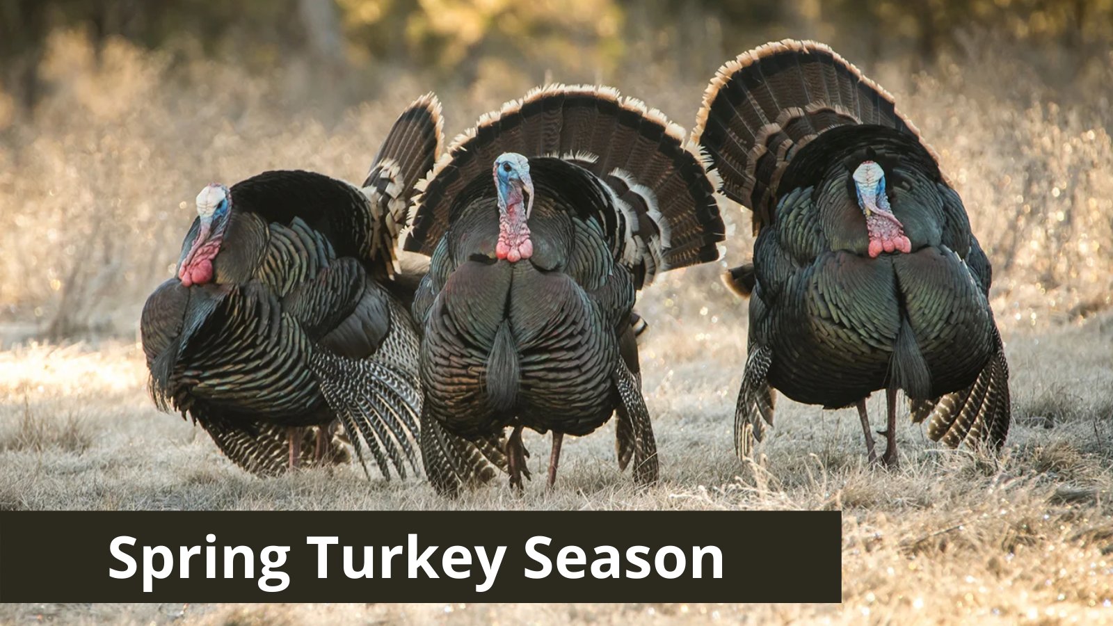 Spring Wild Turkey Wallpaper