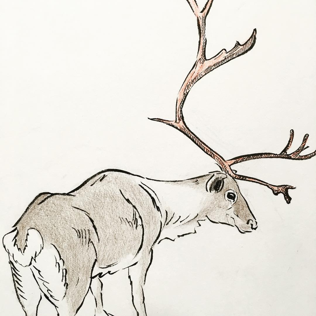 Caribou Head Drawing