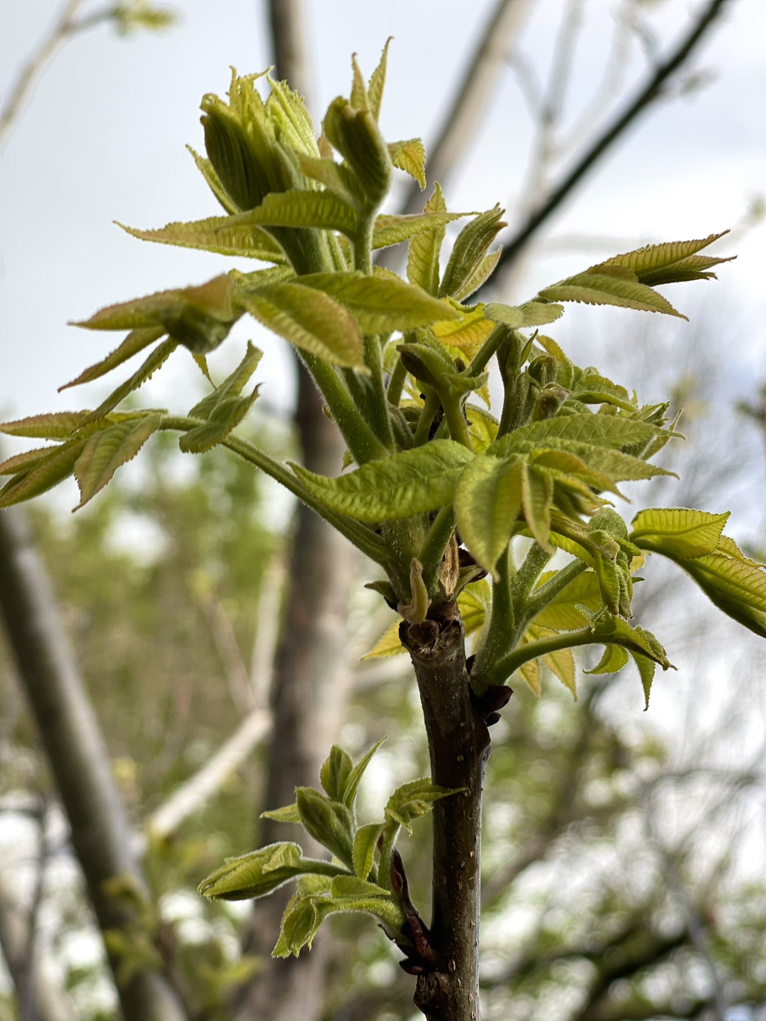 Terminal Bud Of Tree