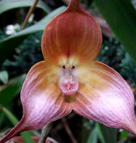 Monkey Orchid