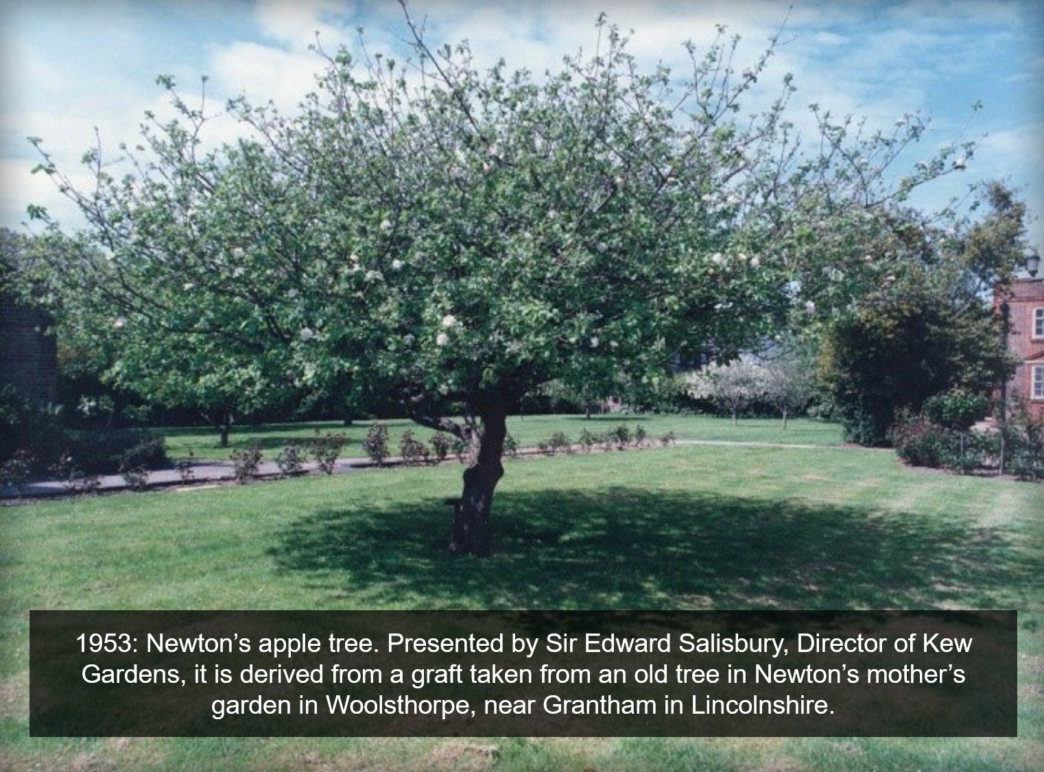 Newton Apple Tree