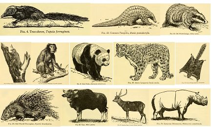 Types Of Mammals Chart