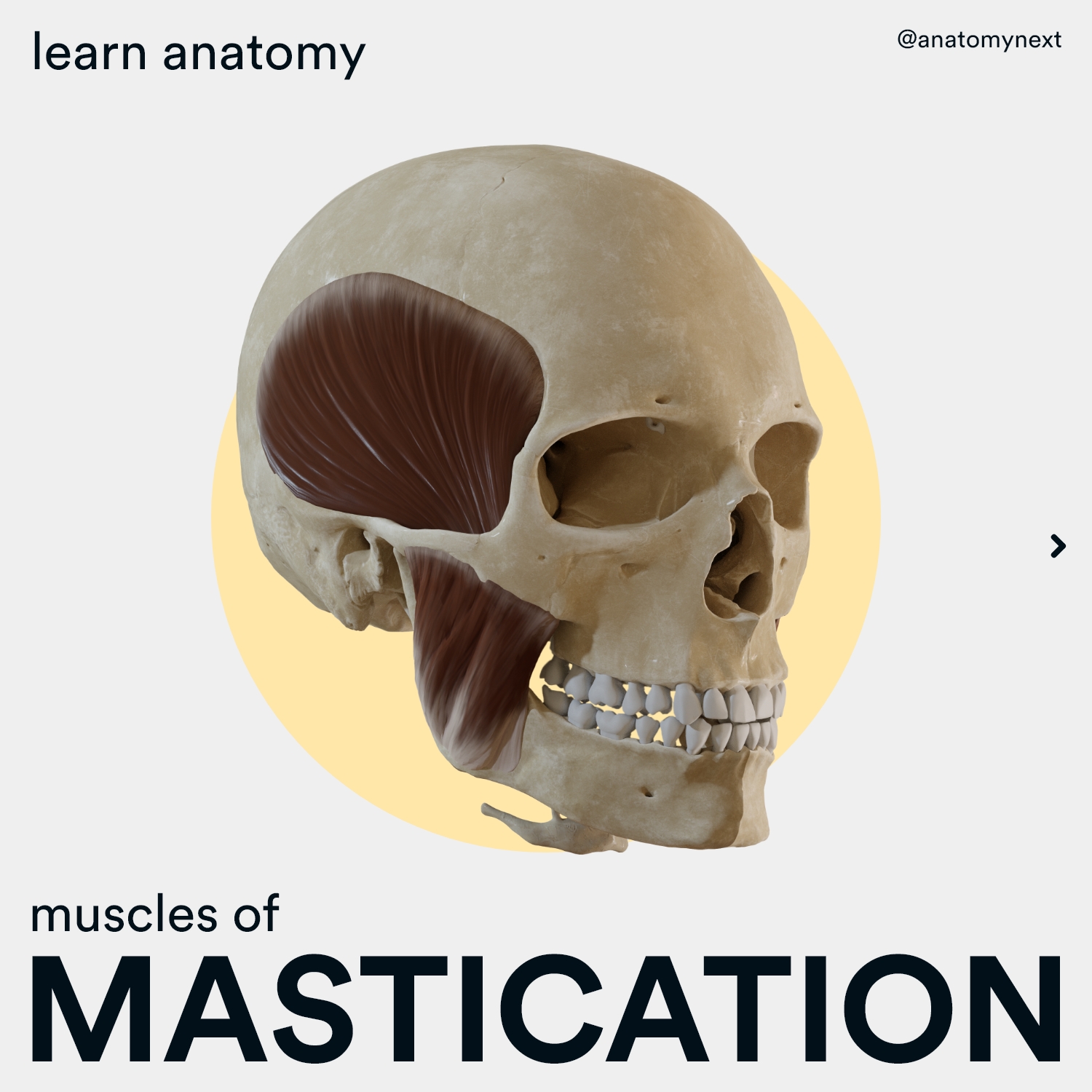 Medial Pterygoid And Masseter