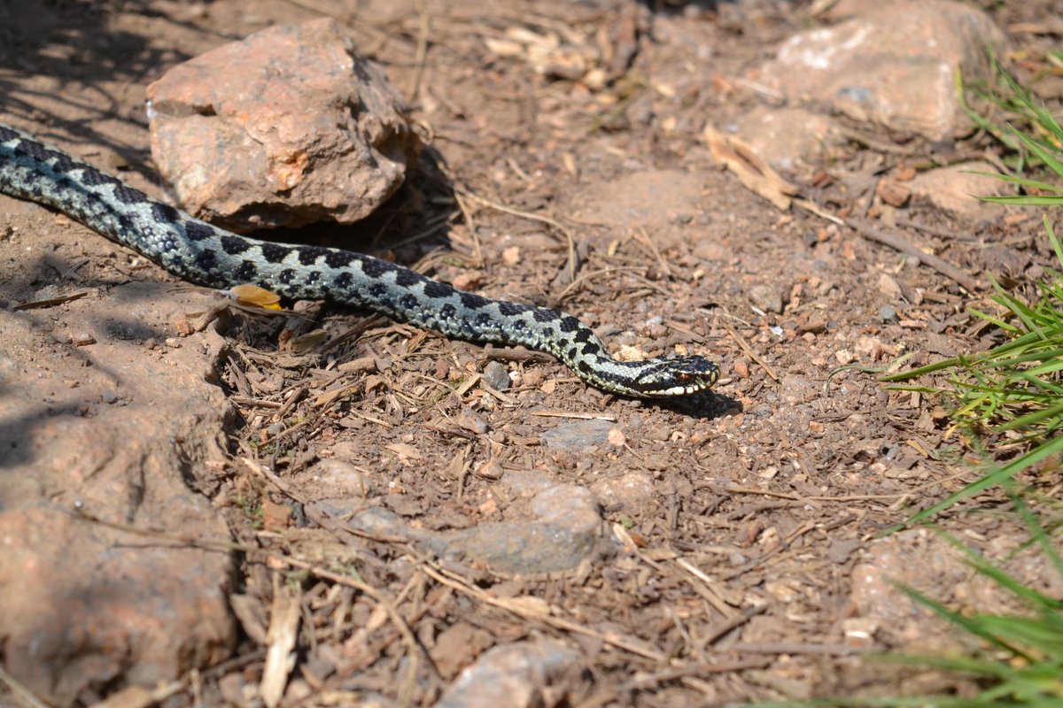 Dr Hannah Fluck on Twitter: "When your PhD student's @TdoggVenture research is so awesome it ...