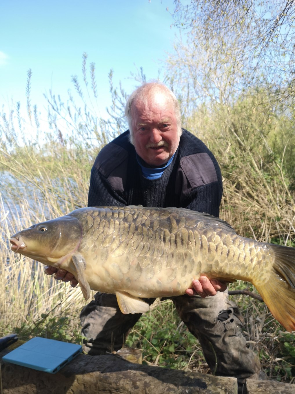 Fully Scaled Mirror Carp