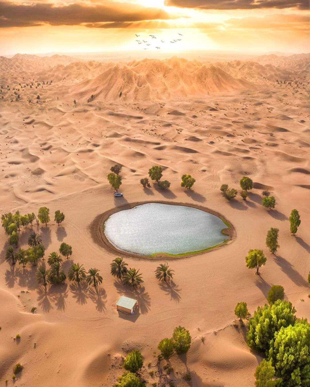 Real Desert Oasis
