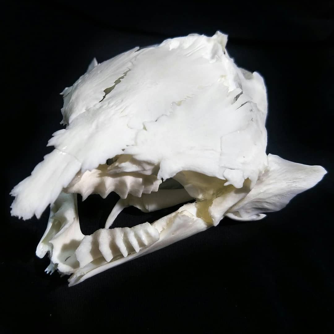 Queensland Lungfish Skeleton Frontiers | Early Evolution Of The