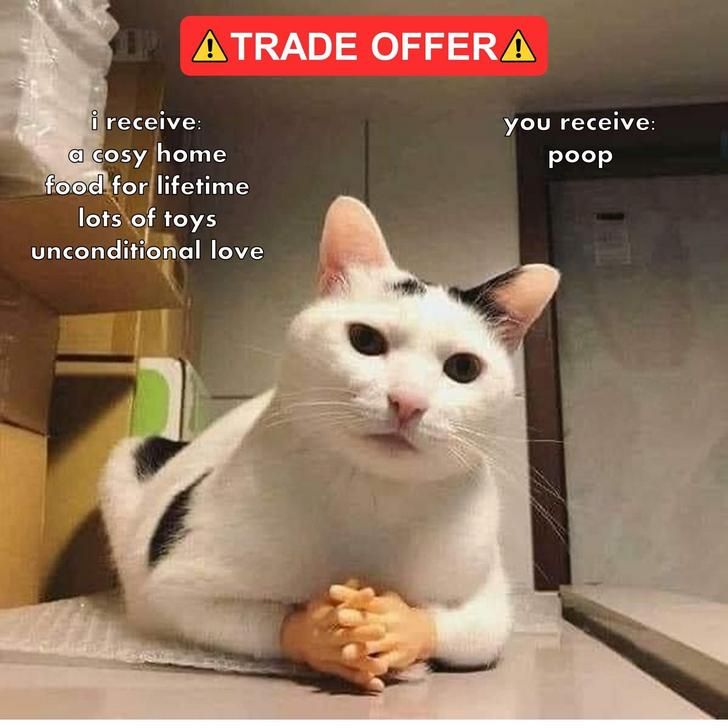 Deal With It Cat Meme
