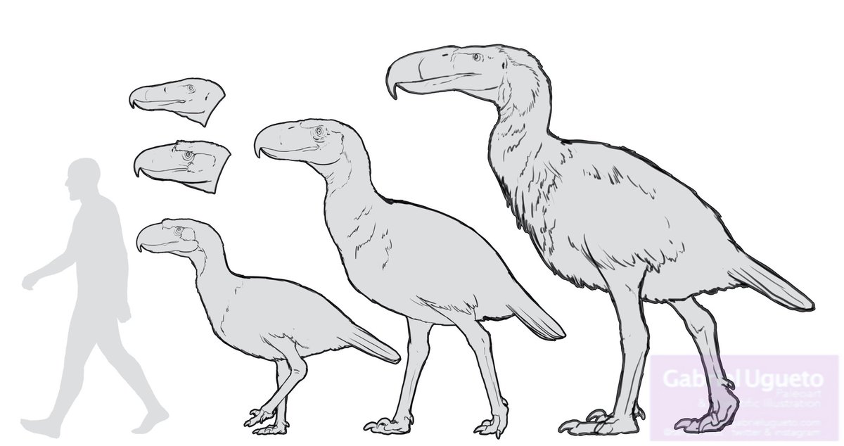 Phorusrhacos Size