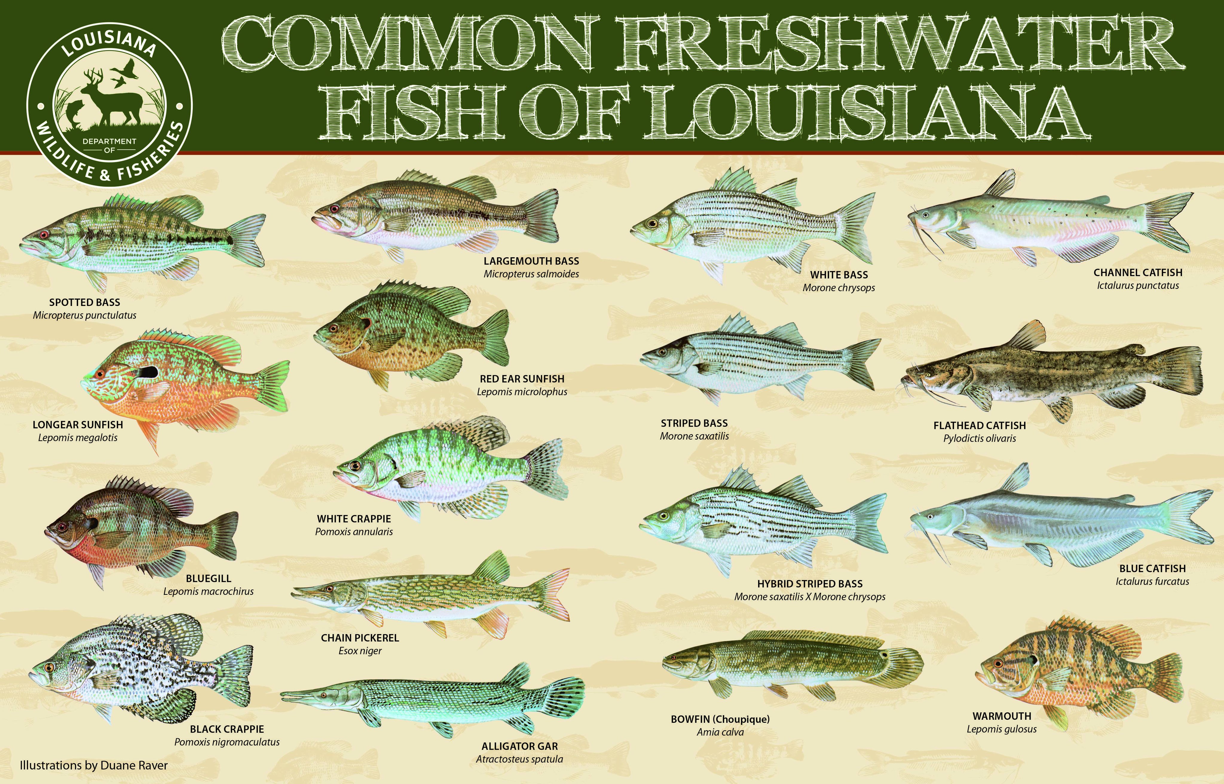 Names Of Freshwater Fish