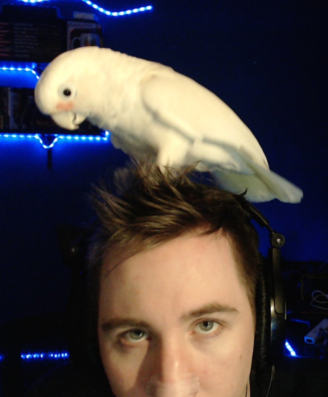 Birds With Human Faces