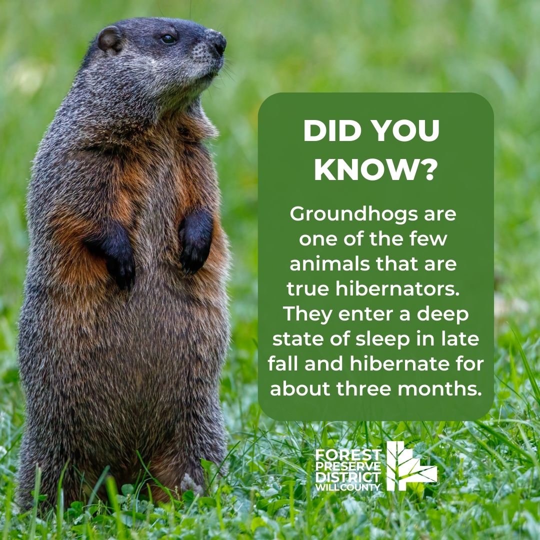 Hibernating Groundhog