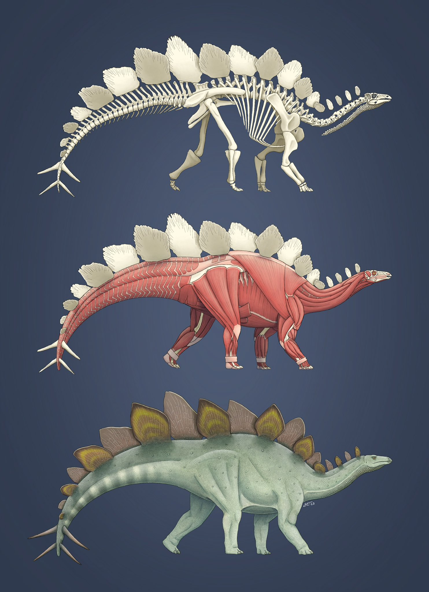 Stegosaurus ART Evolved: Life's Time Capsule: The Stegosaur