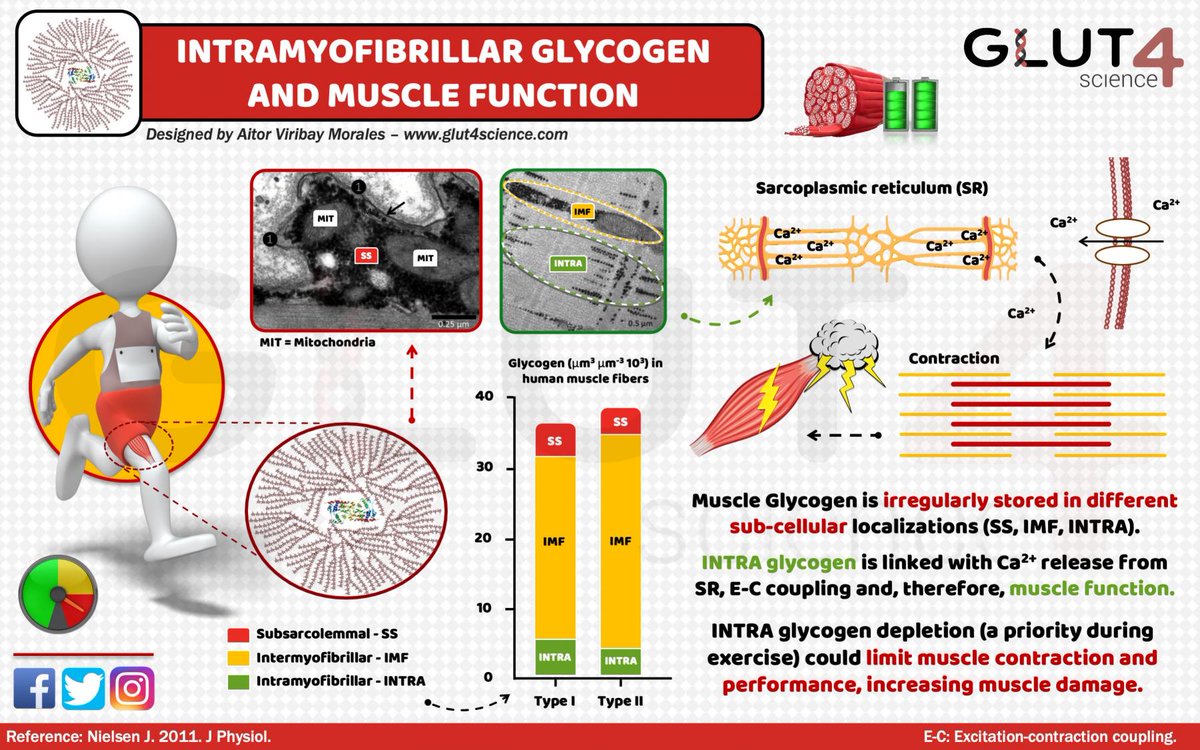 Glycogen In Muscles Glycogen Storage Diseases Of Muscle | Neupsy Key