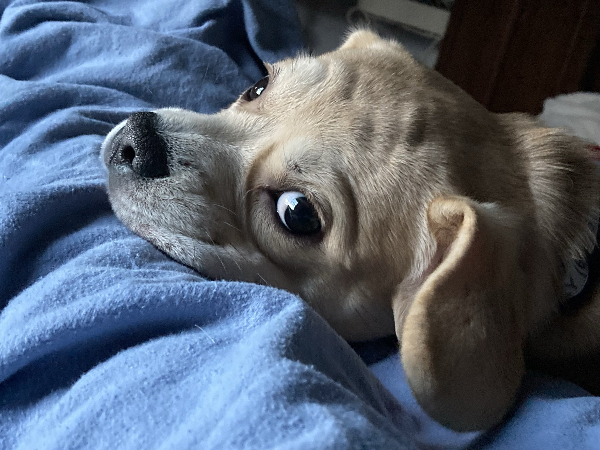 French Bulldog Beagle Mix Puppies