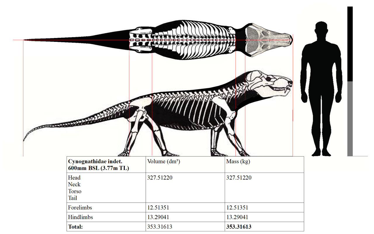 Cynodont Skeleton
