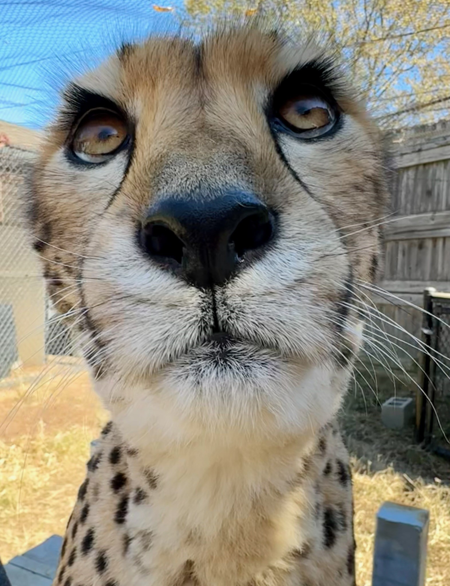 Cheetah Face