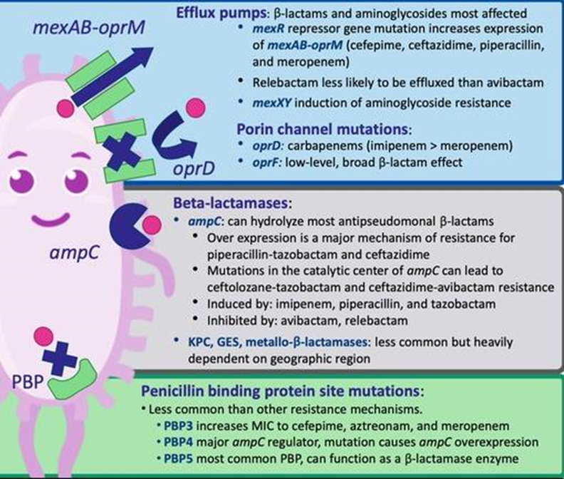 A short 🧵 on MDR/DTR-Pseudomonas in a urine culture: A 85y/o male ...