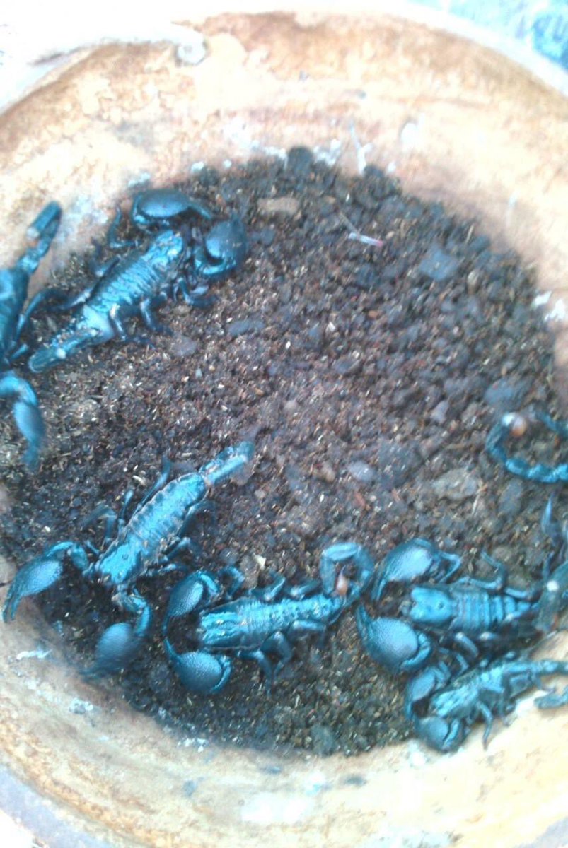 THE MOST EXPENSIVE LIQUID IN THE WORLD $39,000,000 Scorpion venom ...