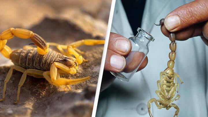 THE MOST EXPENSIVE LIQUID IN THE WORLD $39,000,000 Scorpion venom ...