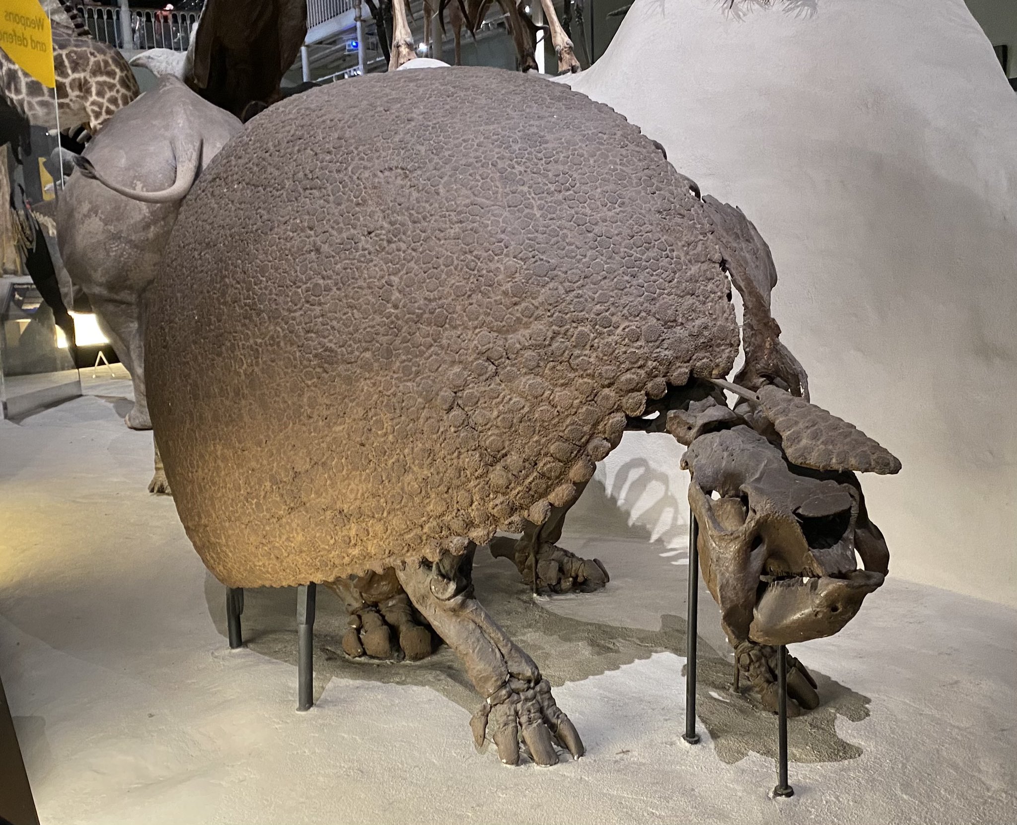 Prehistoric Giant Armadillo