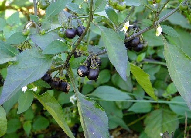 uMsobo has excellent medicinal properties and health benefits. All the ...