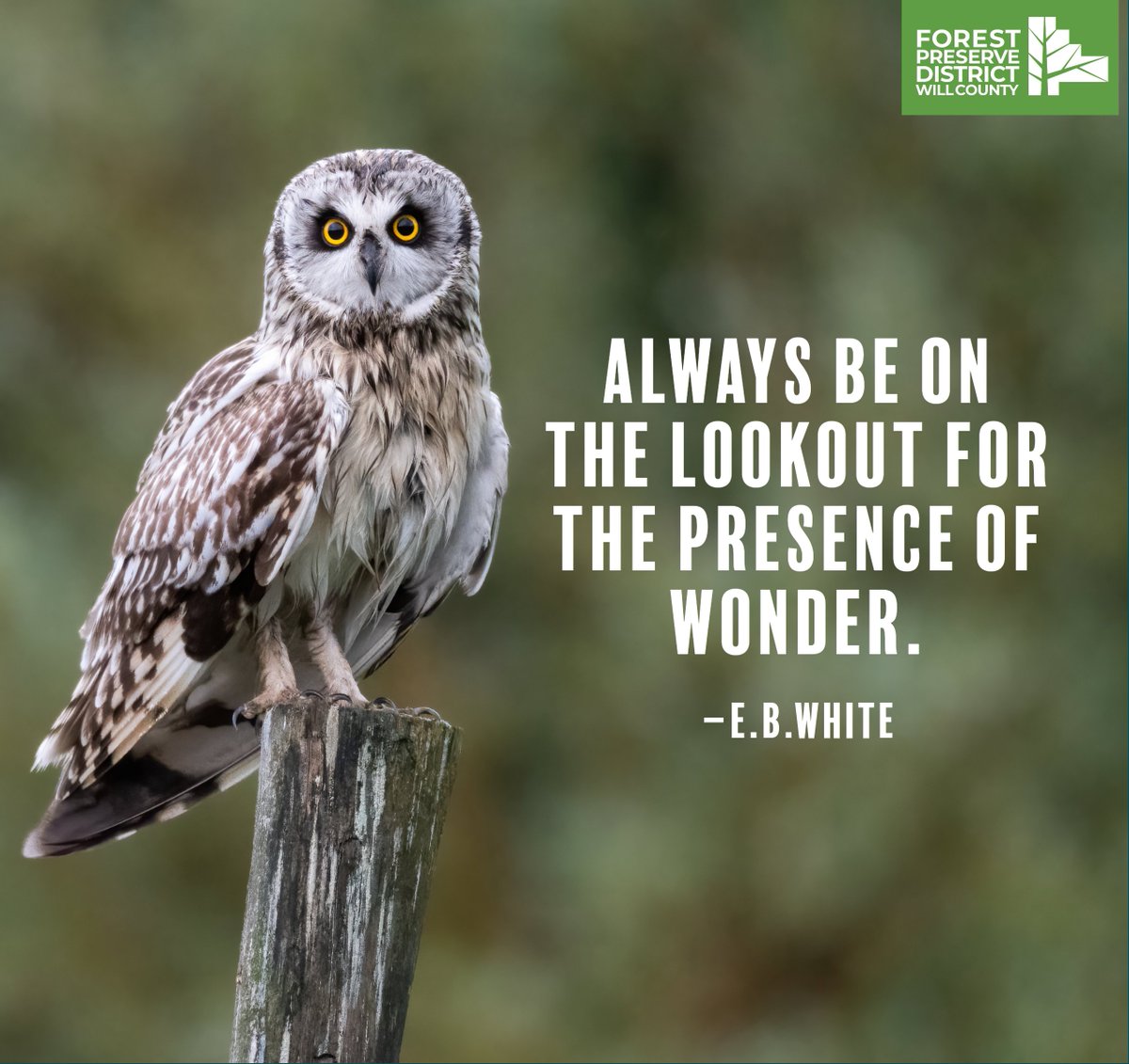 Owl Pic Quotes New Year Resolutions Feeling Out Of Reach? 🌙