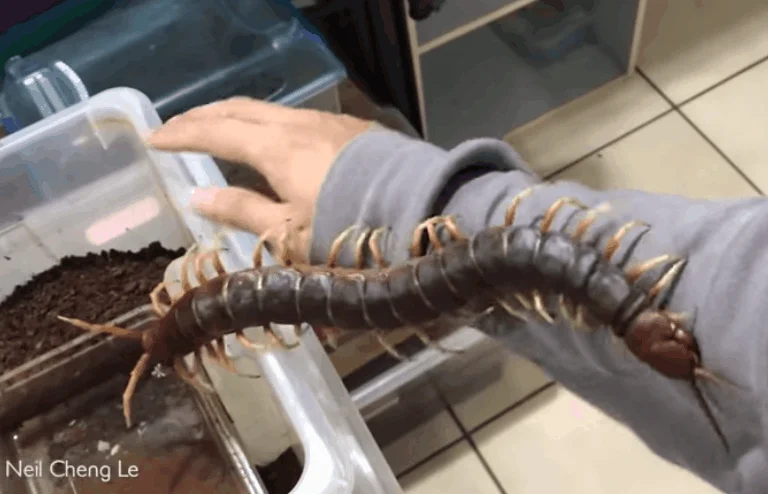 Amazonian Giant Centipede