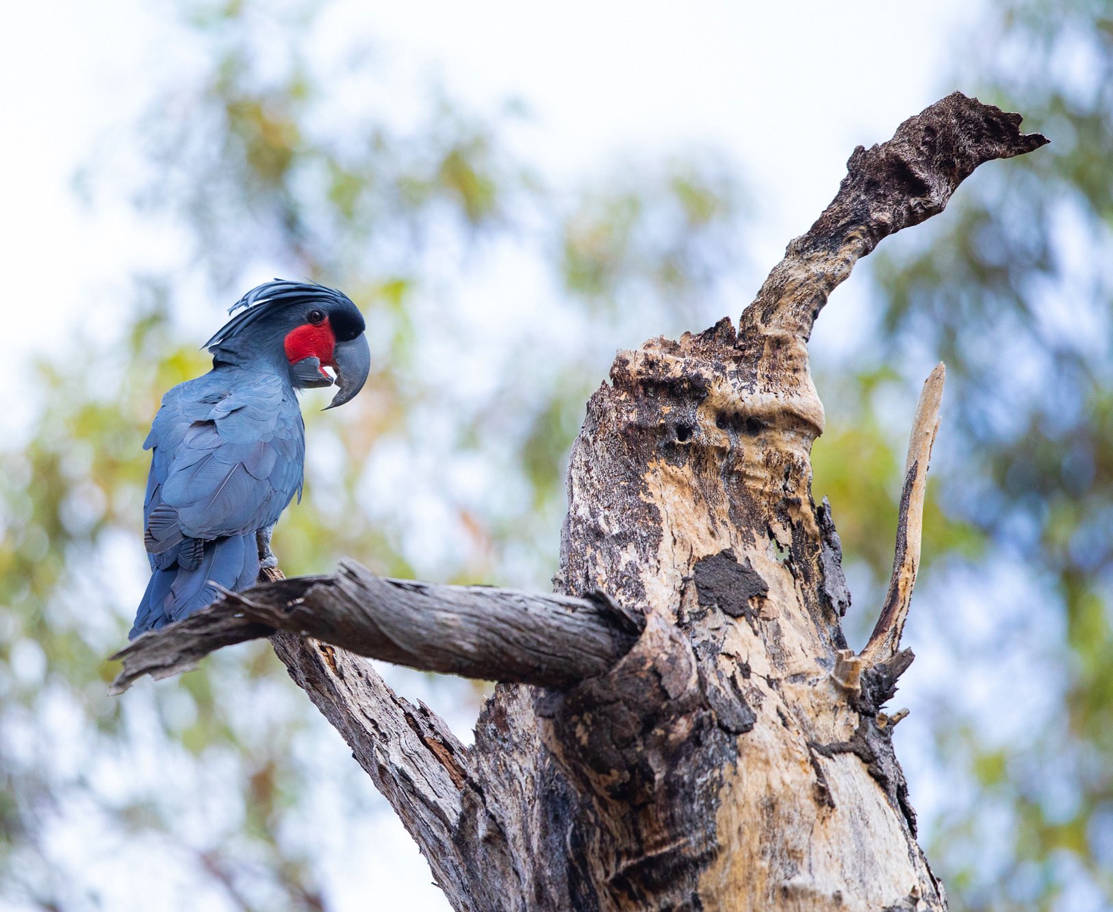 Rare Blue Cockatoo
