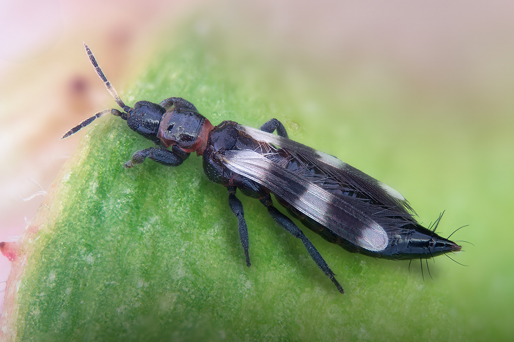 Beneficial Insects Against Thrips at Travis Day blog