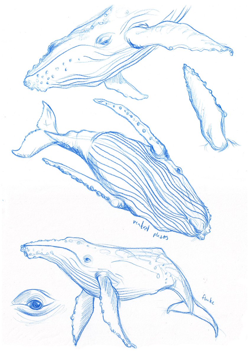 How To Draw A Humpback Whale Draw A Humpback Whale By Diana Huang On