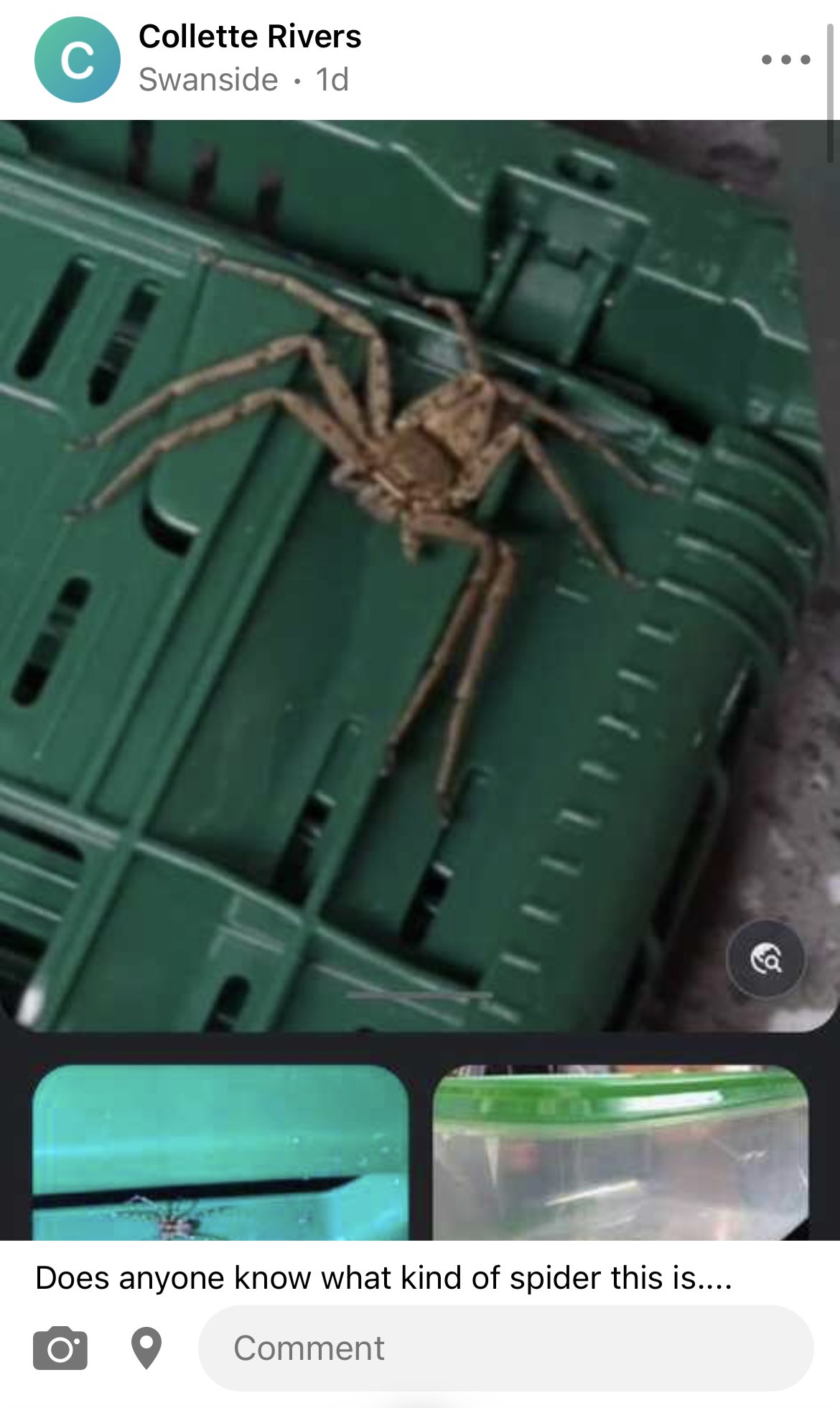 Huntsman Spider Memes Leishmann's Huntsman (Isopeda Leishmanni)