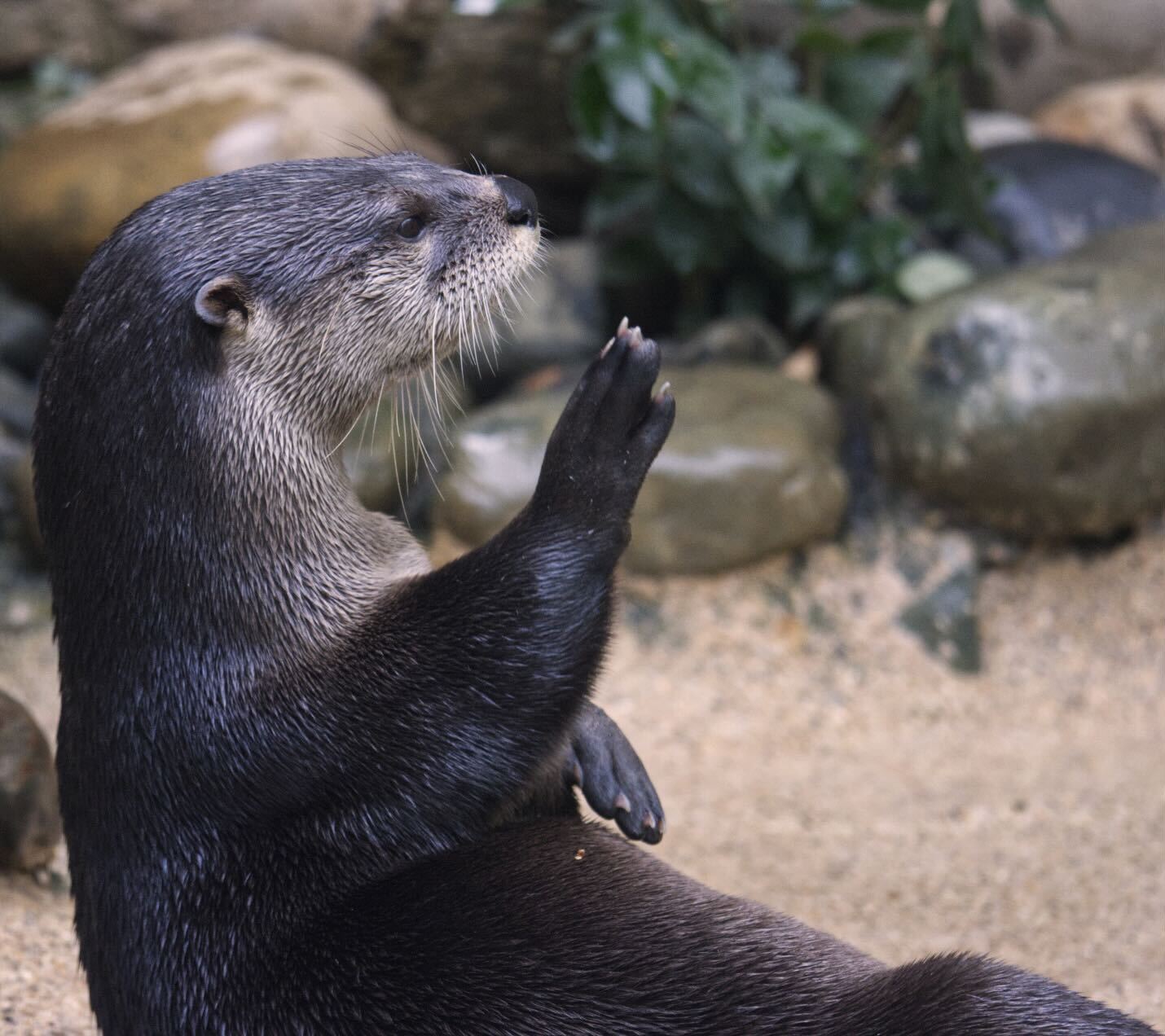 Animals Waving Goodbye