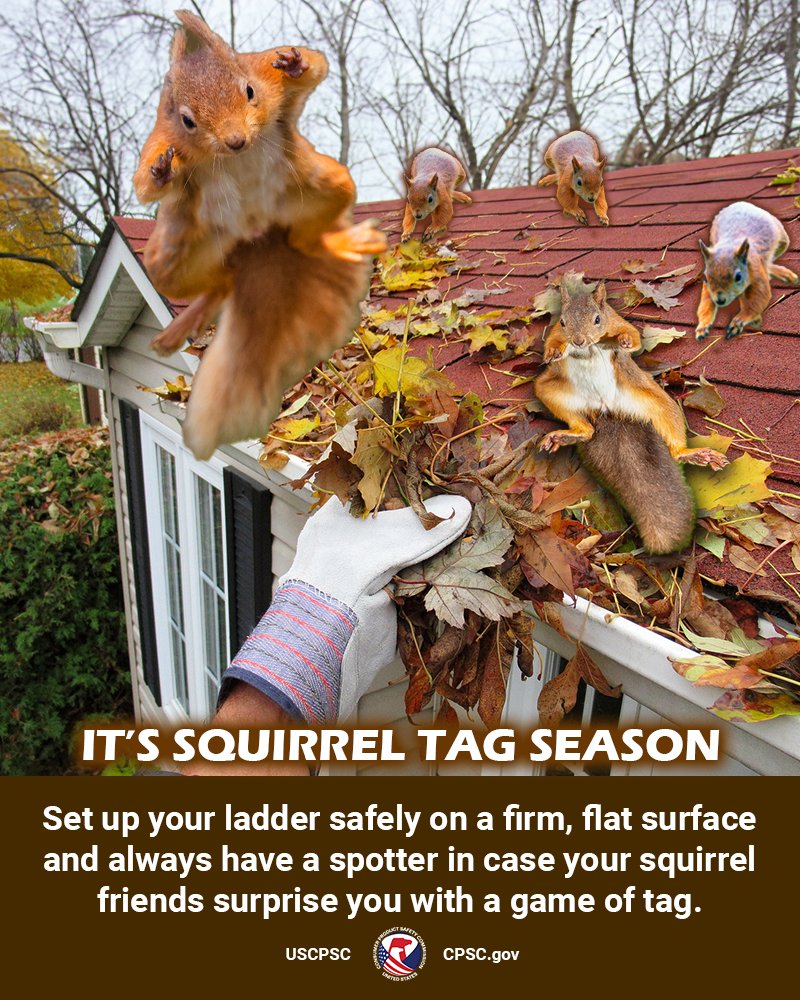 Squirrel Up Meme