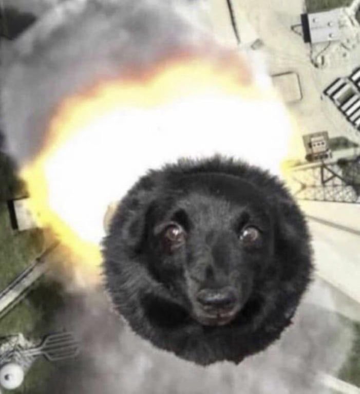 Rocket Dog Meme Spotted: The Ultimate Winter Explorer 🐶 Equipped