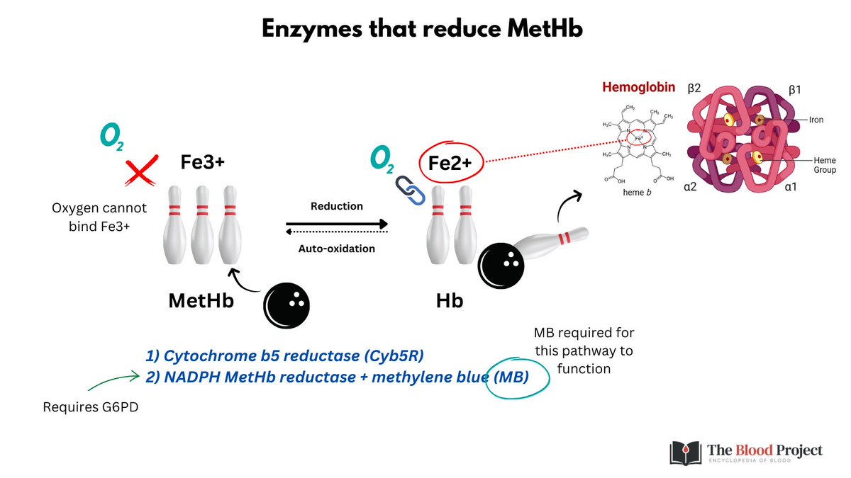 1/5 METHEMOGLOBINEMIA 1. MetHb refers to the oxidation of ferrous iron ...