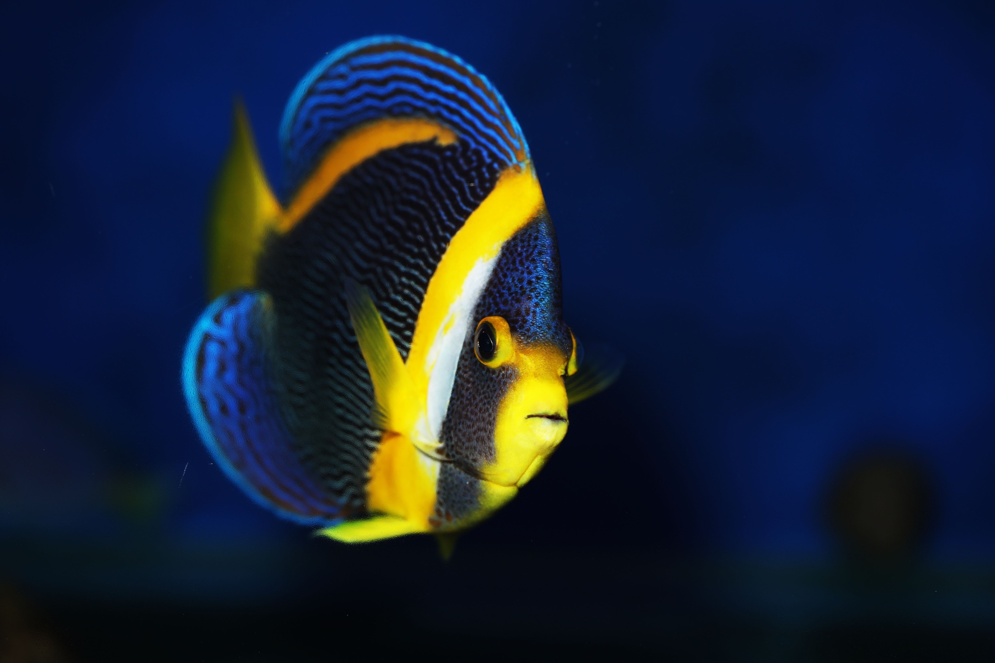 Scribbled Angelfish Scribbled Angelfish (Chaetodontoplus Duboulayi)