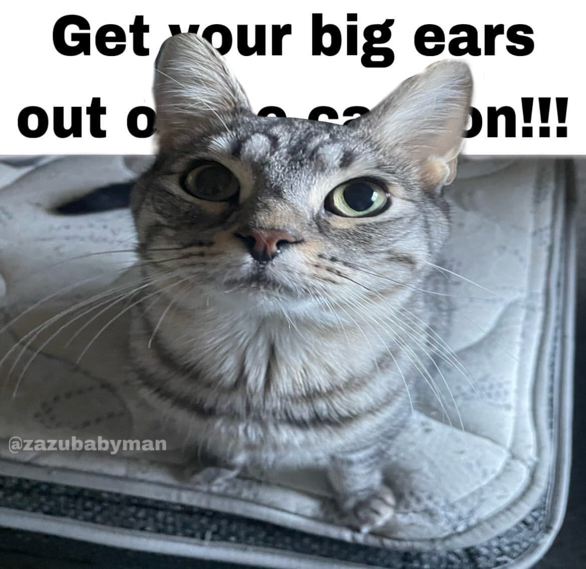 Funny Big Ear Memes Friendly Reminder That Big Eared Jerboas Exist And