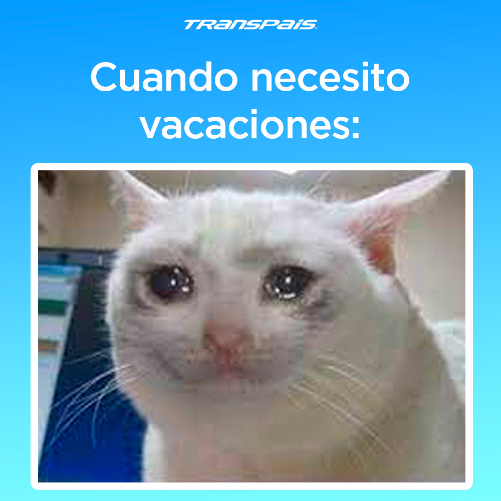 Meme De Gato Cansado