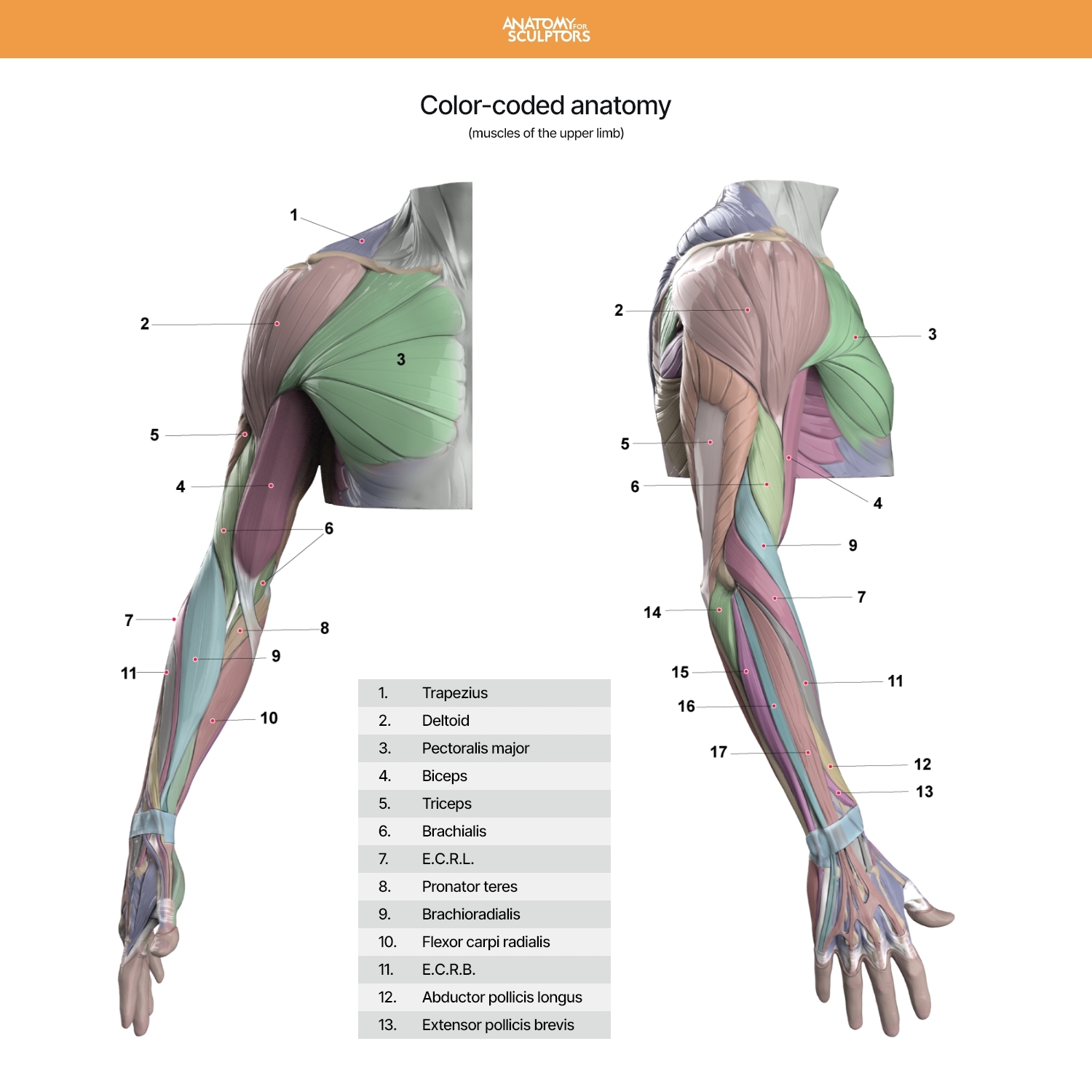 Upper Limb Muscles Anatomy Muscles Of The Upper Limb TeachMeAnatomy
