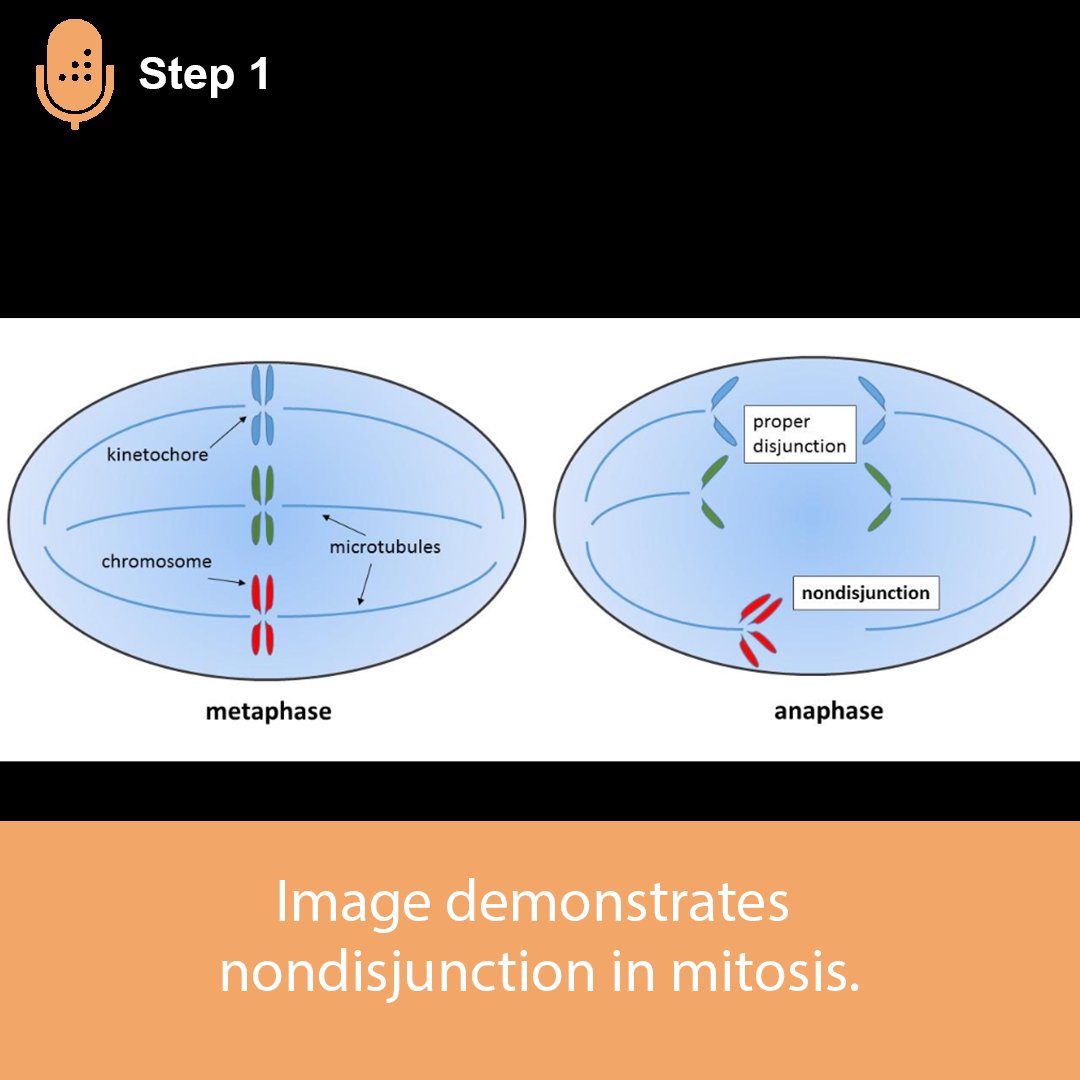 Anaphase Steps